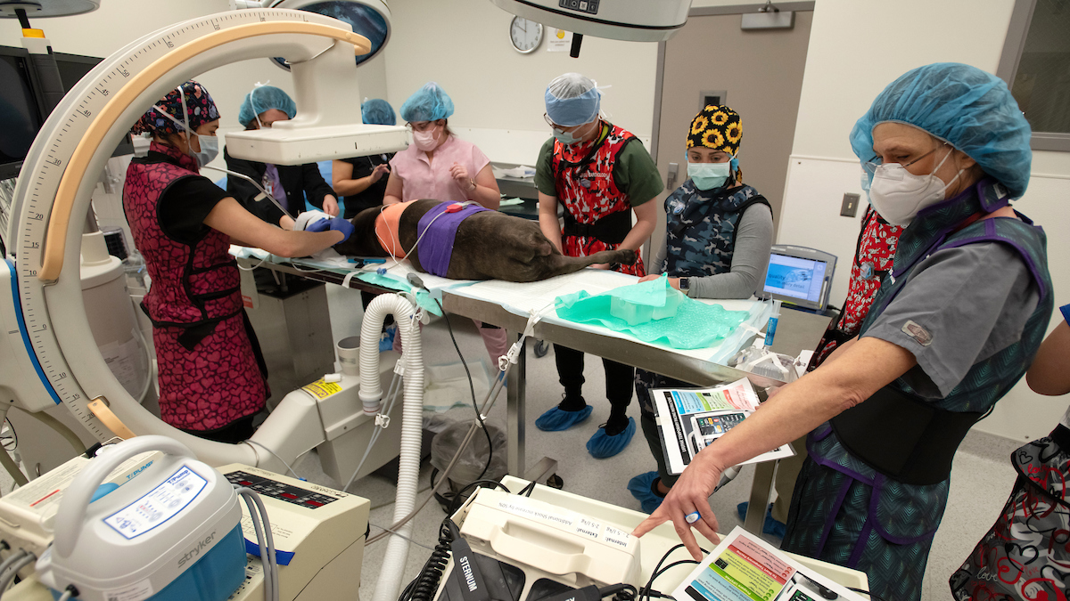 Cardiology | Veterinary Teaching Hospital | Washington State University