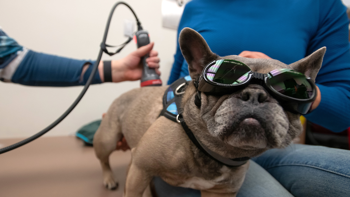 Integrative Medicine | Veterinary Teaching Hospital | Washington State ...