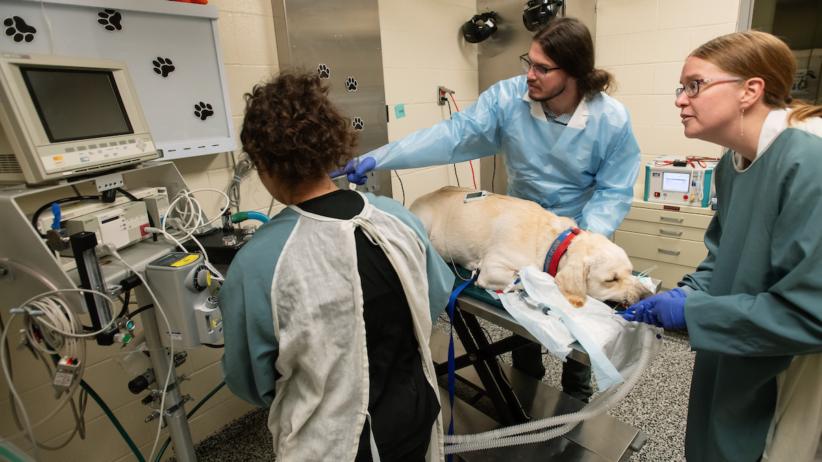 Oncology | Veterinary Teaching Hospital | Washington State University