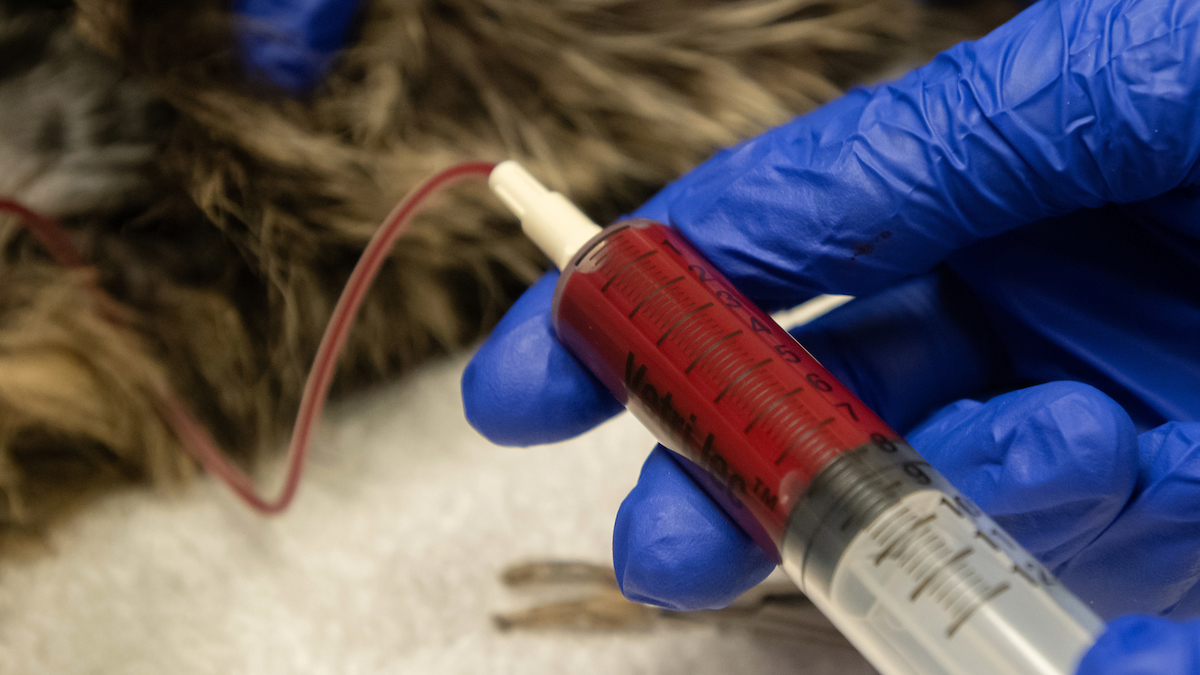 Blood Bank | Veterinary Teaching Hospital | Washington State University