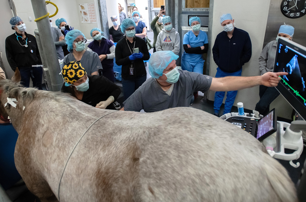 New additions to the Equine Medicine team | Veterinary Teaching ...