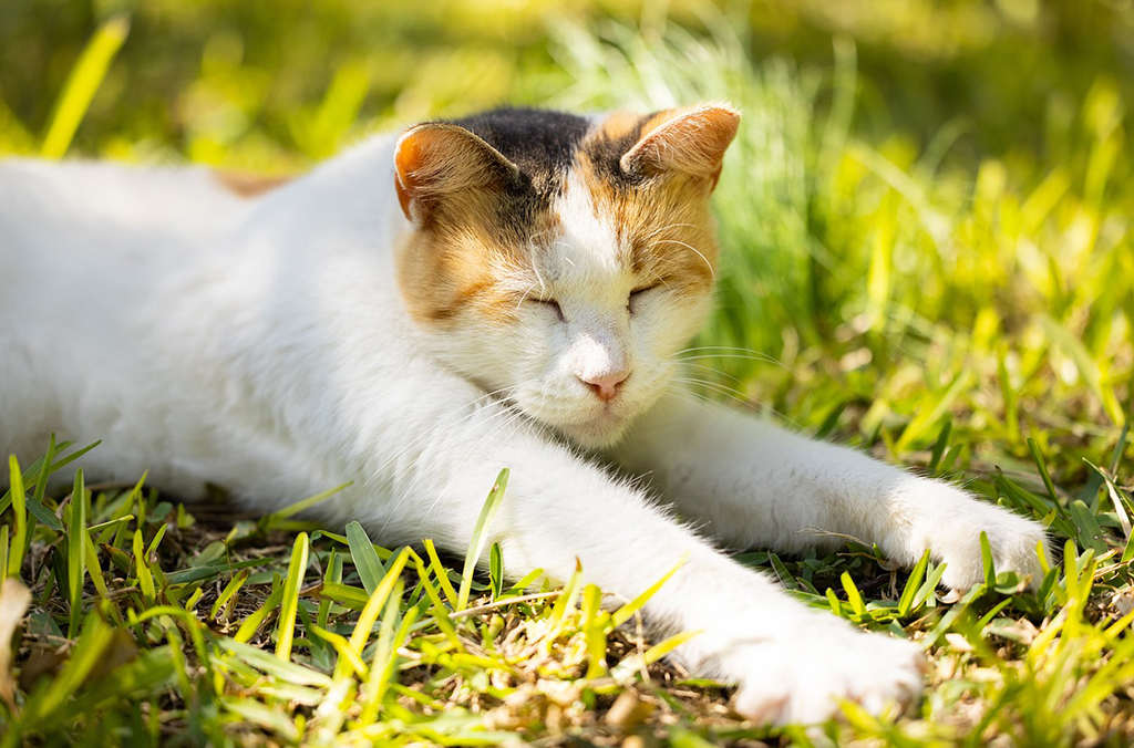 Feline cutaneous squamous cell carcinoma (FC-SCC) | Veterinary Teaching ...