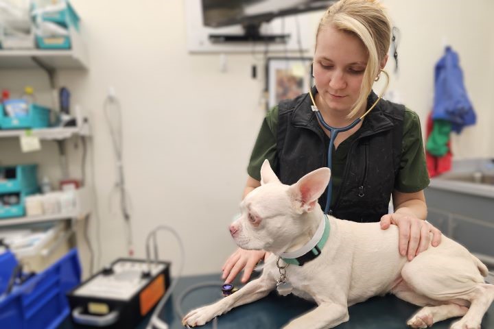 Meet the Veterinary Teaching Hospital team: Sybil Fiedler | Veterinary ...