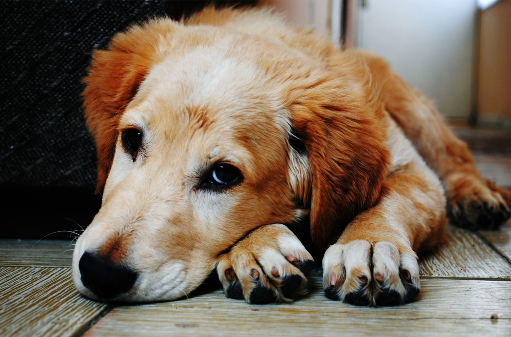 Managing acute gastroenteritis in dogs | Veterinary Teaching Hospital ...