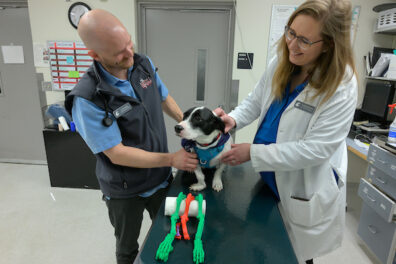 Hospital-Wide Services | Veterinary Teaching Hospital | Washington ...