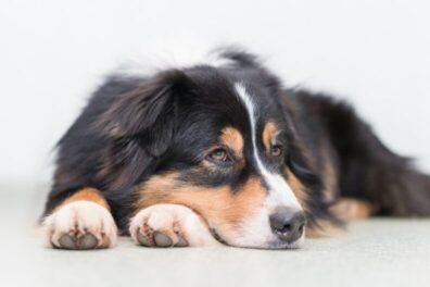 MDR1 in Dogs | Washington Animal Disease Diagnostic Laboratory ...
