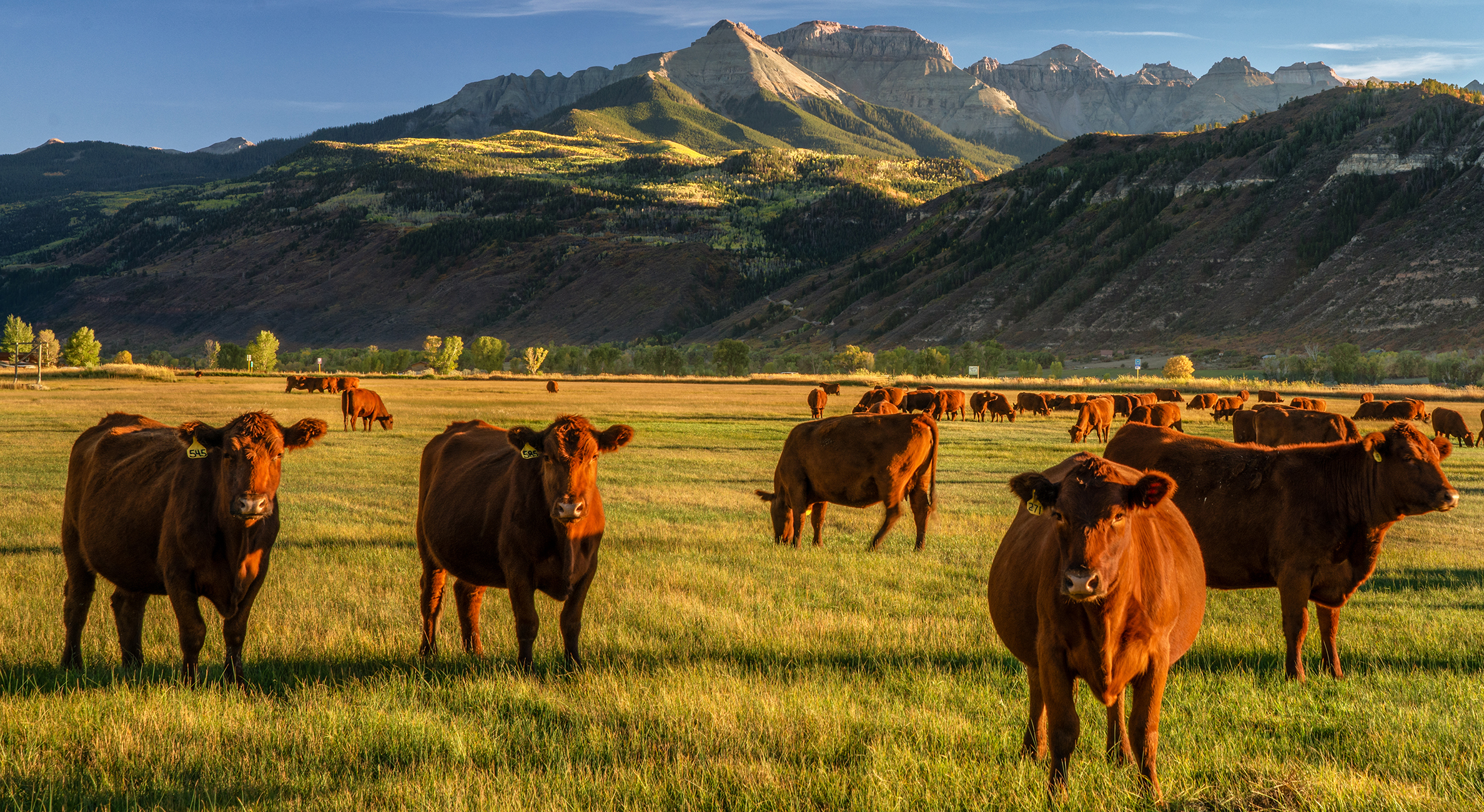 Bovine | Washington Animal Disease Diagnostic Laboratory | Washington ...