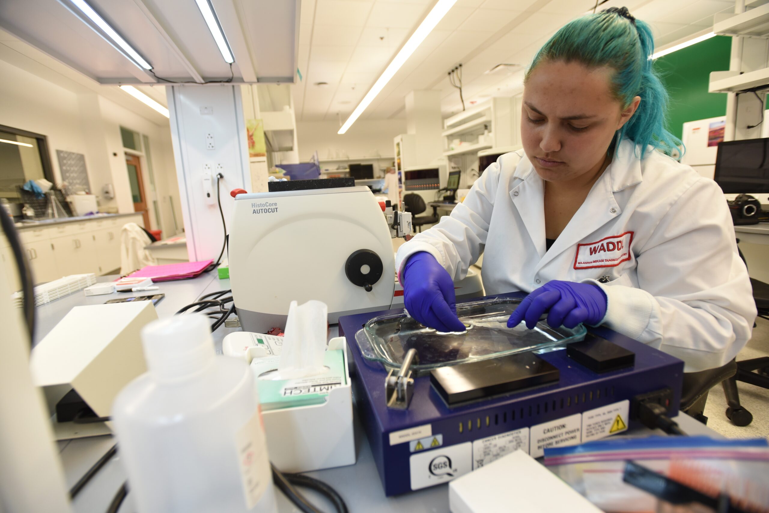 Pathology | Washington Animal Disease Diagnostic Laboratory | Washington State University