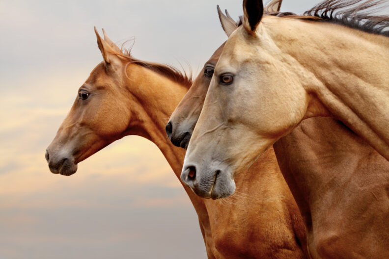 Equine infectious anemia (EIA) | Washington Animal Disease Diagnostic ...