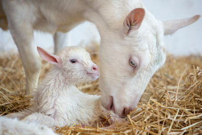 Washington Animal Disease Diagnostic Laboratory | Washington State ...