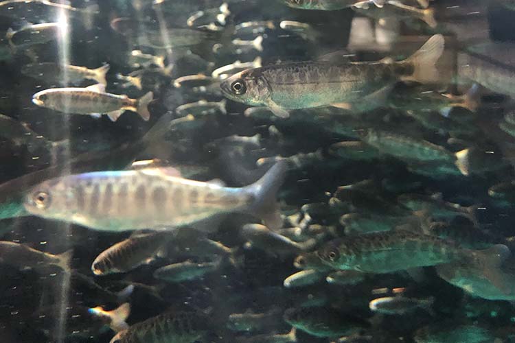 Testing fish for interstate movement | Washington Animal Disease ...