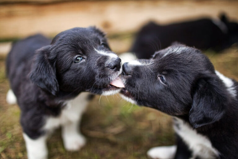MDR1 Litter testing | Washington Animal Disease Diagnostic Laboratory ...