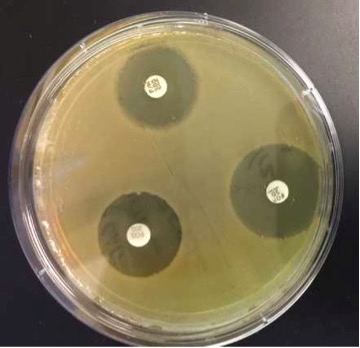 Antimicrobial Susceptibility Testing | Washington Animal Disease ...