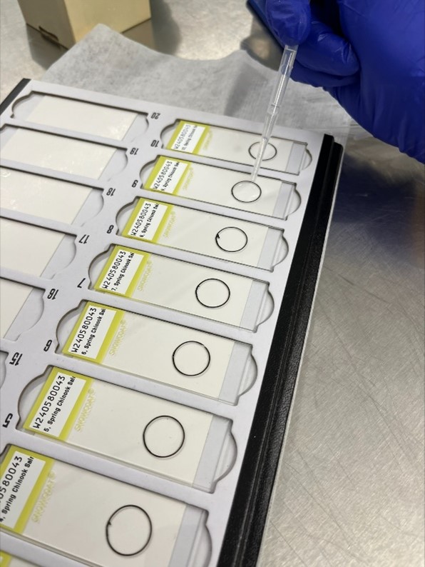 Pepsin-Trypsin Digestion (PTD) for Myxobolus cerebralis testing ...