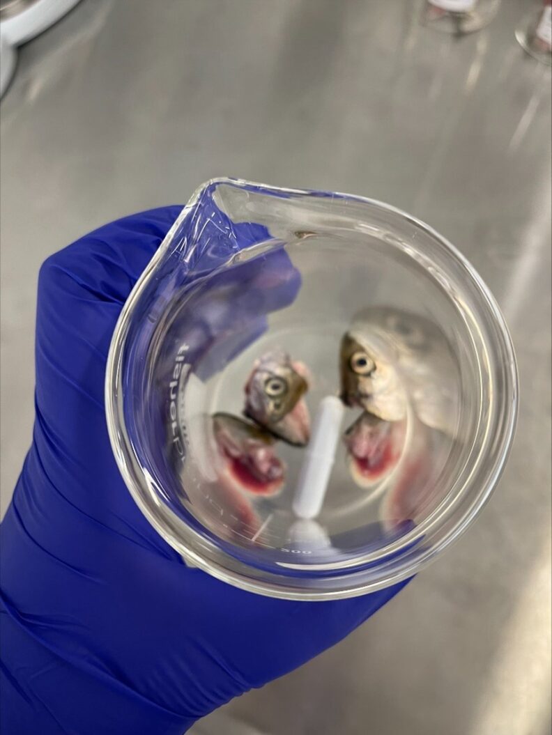 Pepsin-Trypsin Digestion (PTD) for Myxobolus cerebralis testing ...