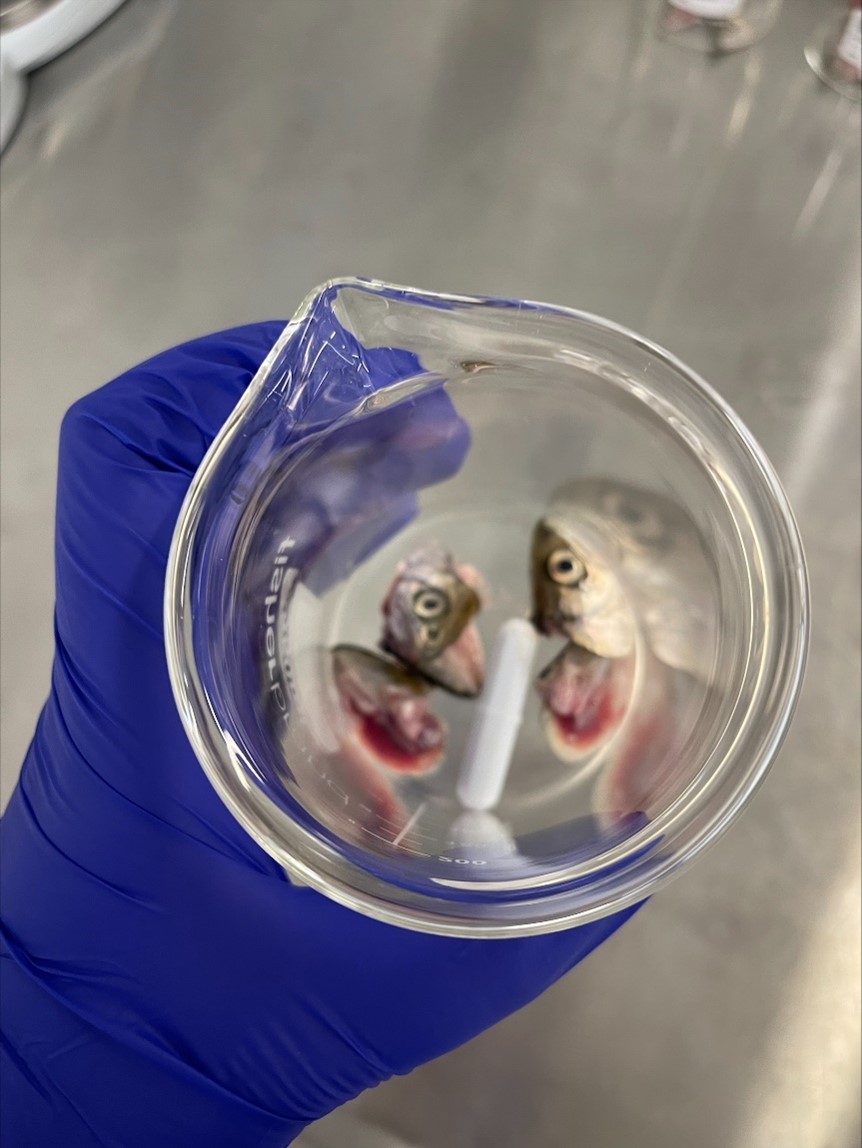 Pepsin-Trypsin Digestion (PTD) for Myxobolus cerebralis testing ...