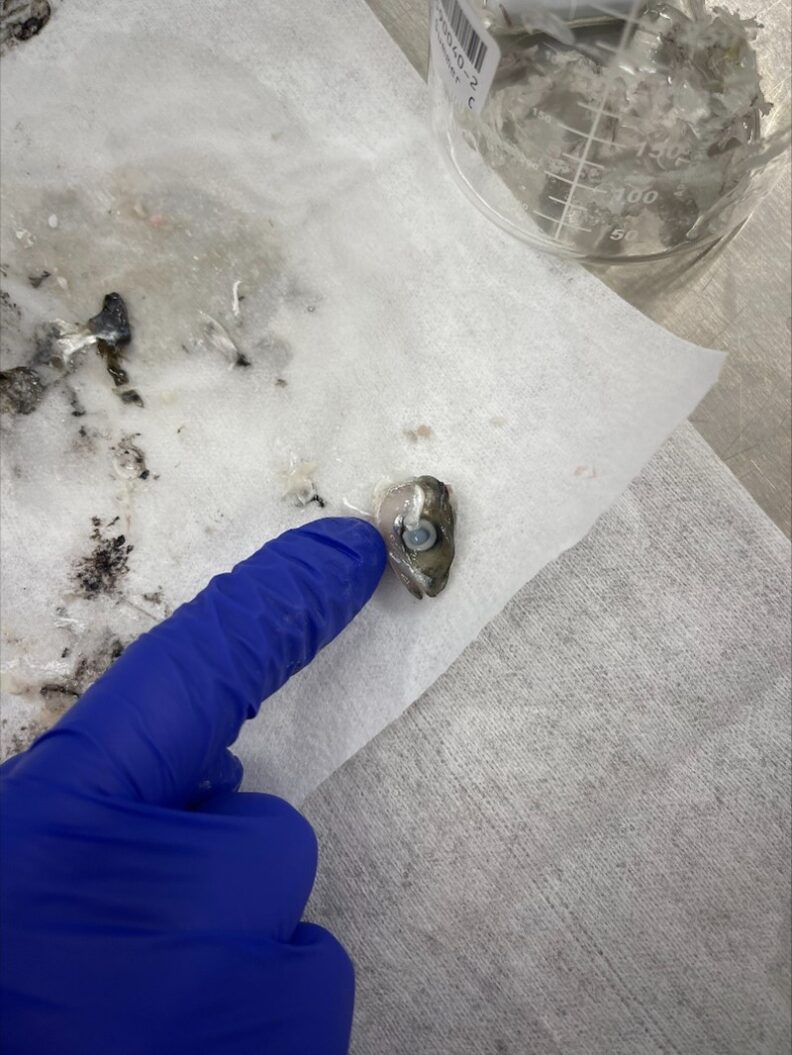 Pepsin-Trypsin Digestion (PTD) for Myxobolus cerebralis testing ...