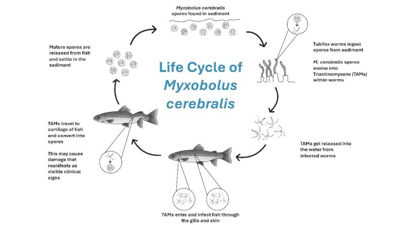Myxobolus cerebralis, “Whirling Disease” | Washington Animal Disease ...
