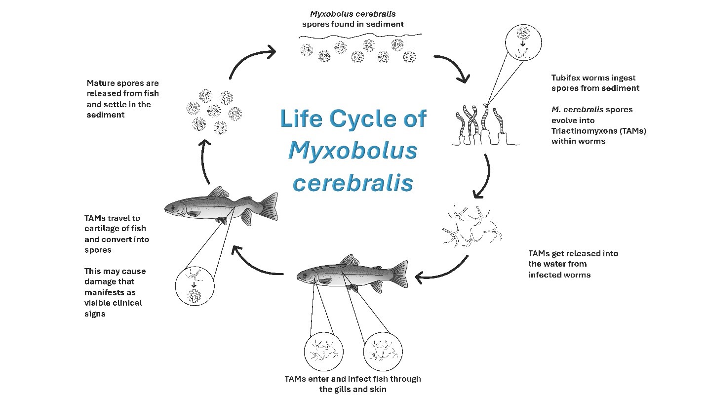 Myxobolus cerebralis, “Whirling Disease” | Washington Animal Disease ...