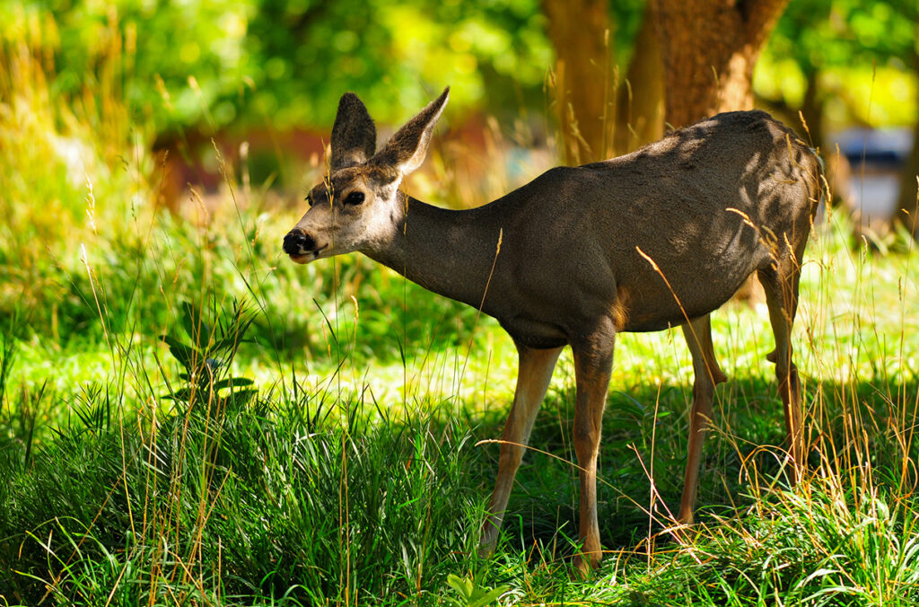 Washington Animal Disease Diagnostic Laboratory | Washington State ...