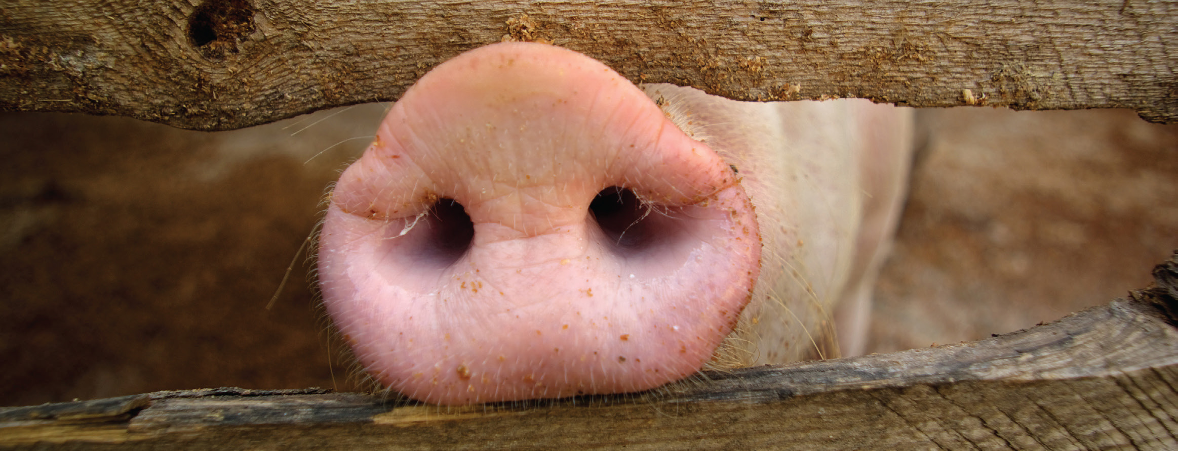 Pigs ARE cool! Seniah Flesher’s internship adventures on a Washington ...