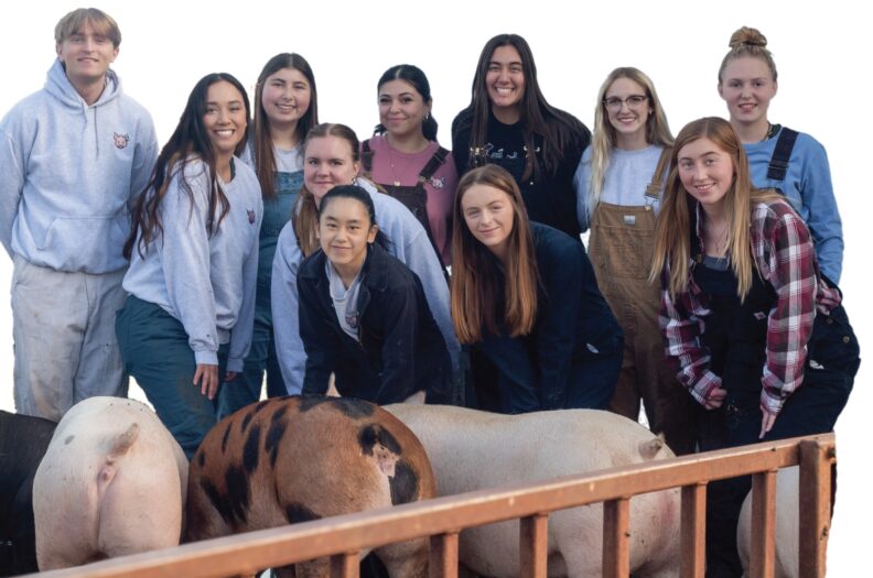 What is the Student Swine Cooperative (SSC)? | Animal Sciences ...