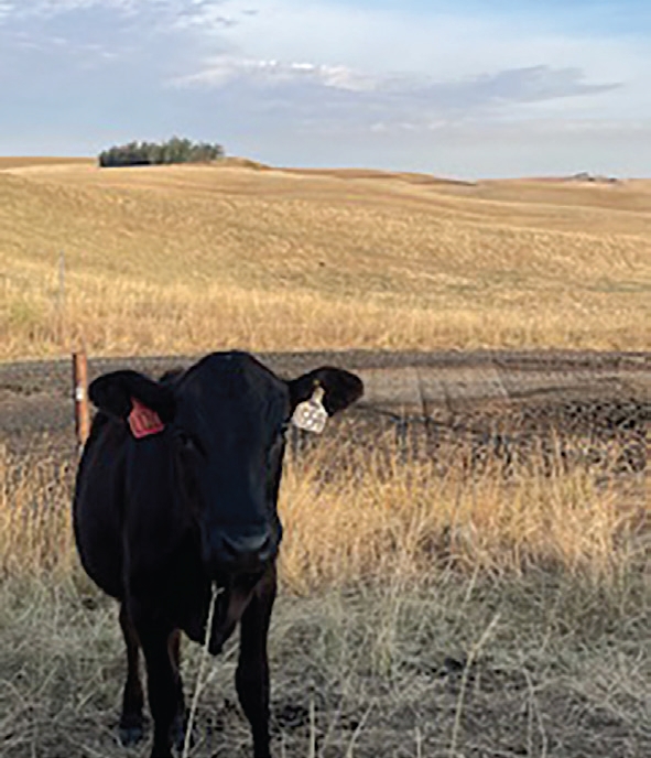 Beef Center news & updates | Animal Sciences | Washington State University