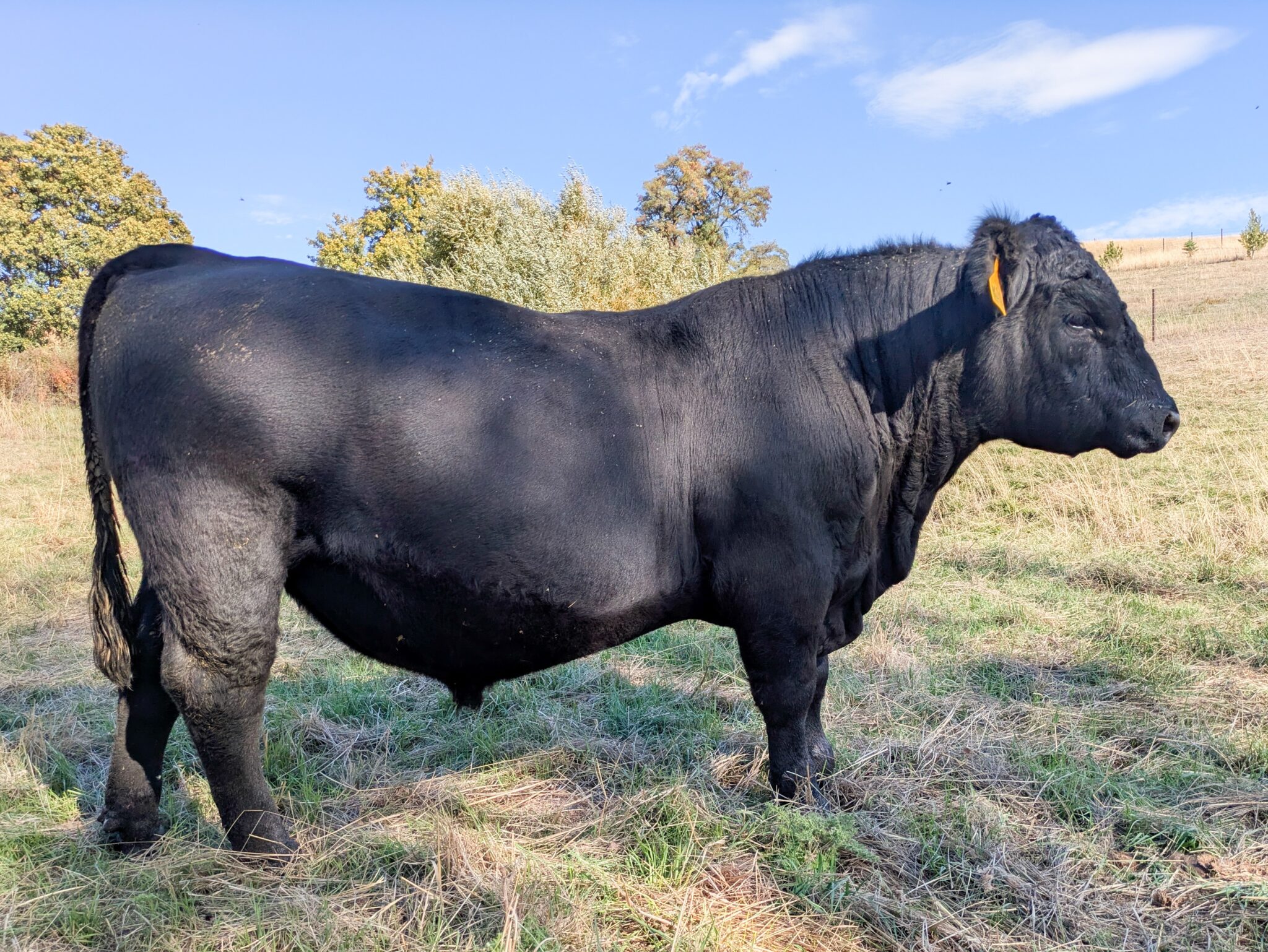 Animal Sciences | Washington State University