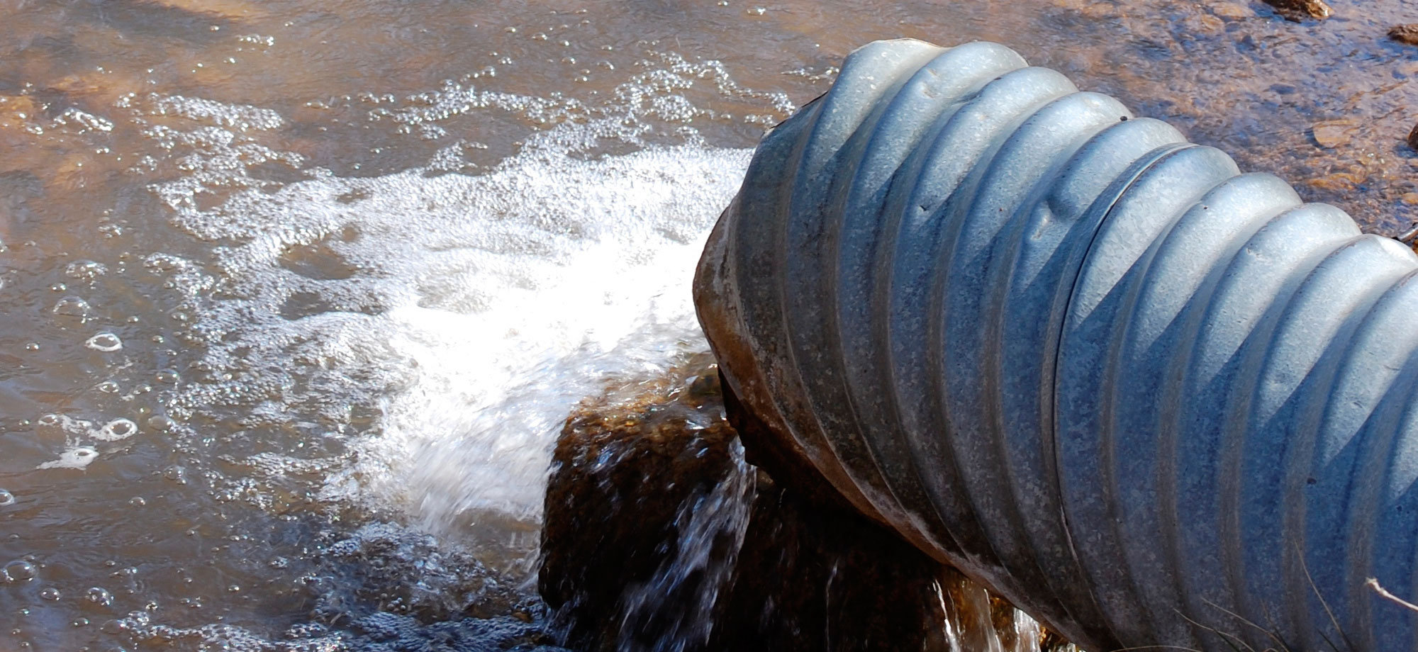 Shore Stewards | Washington State University