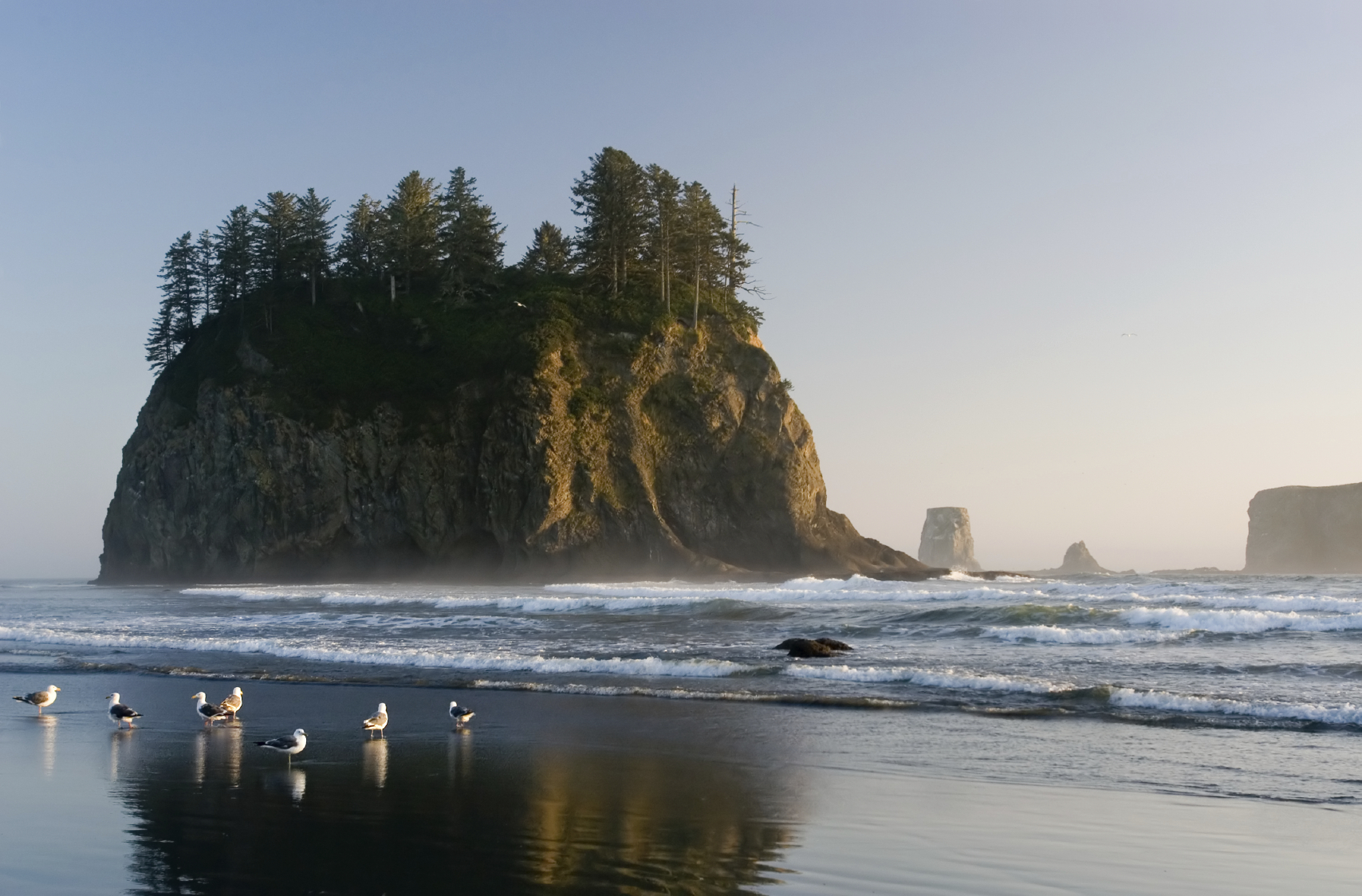 Shore Stewards | Washington State University