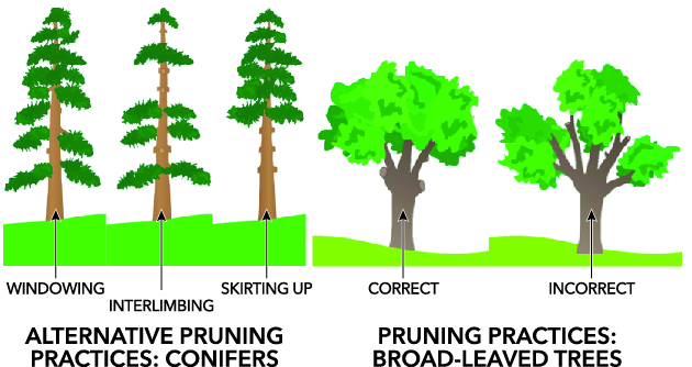 Improving Your View while Protecting Your Trees | Shore Stewards ...