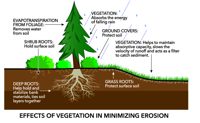 Guideline 5 – Reducing Erosion & Landslides | Shore Stewards ...