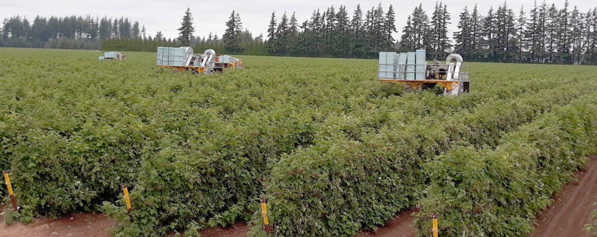 Plastic Mulches in Crop Production Systems – Scientific Publications ...