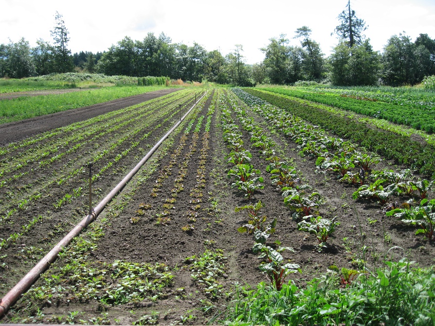 Drip Irrigation | Food Systems | Washington State University