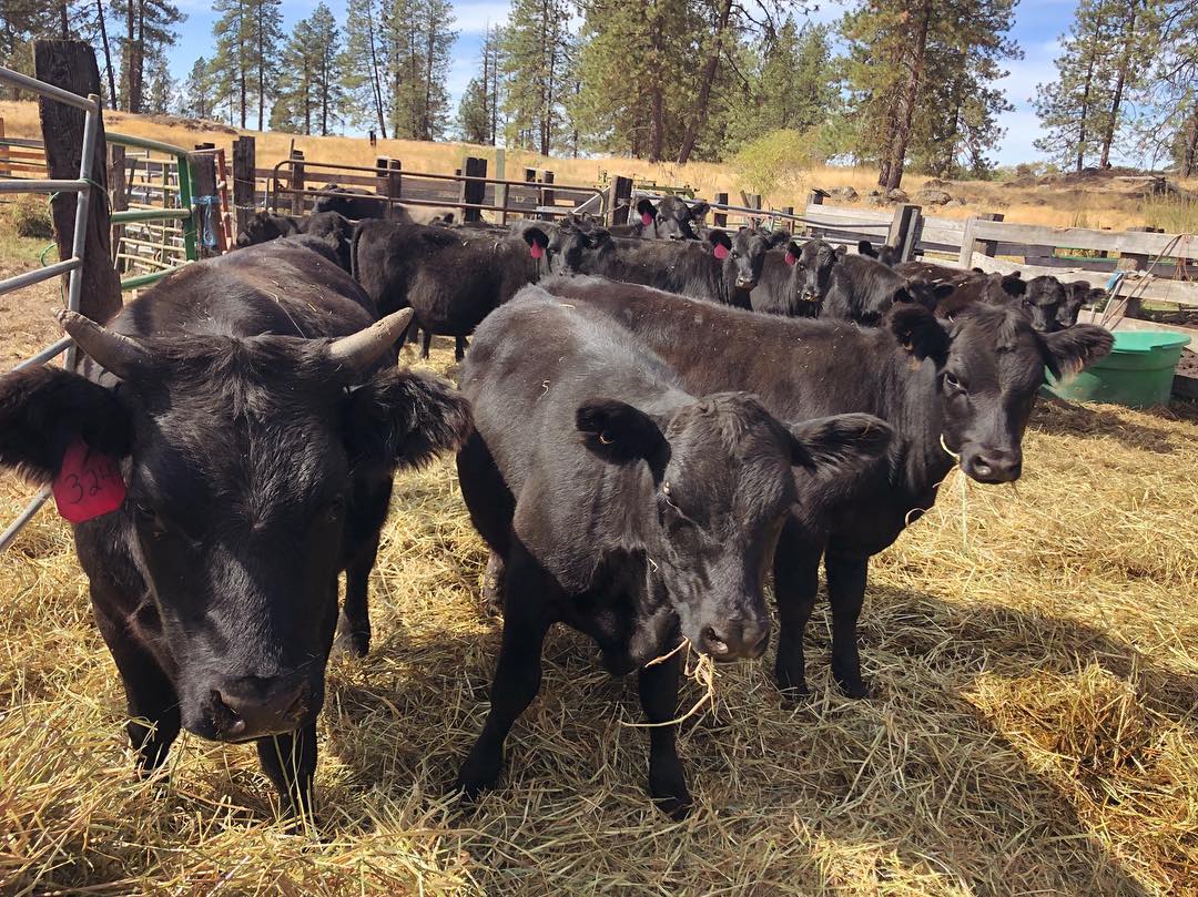 Farm Walk 2019 Lazy R Ranch and LINC Foods – Holistic Management for ...