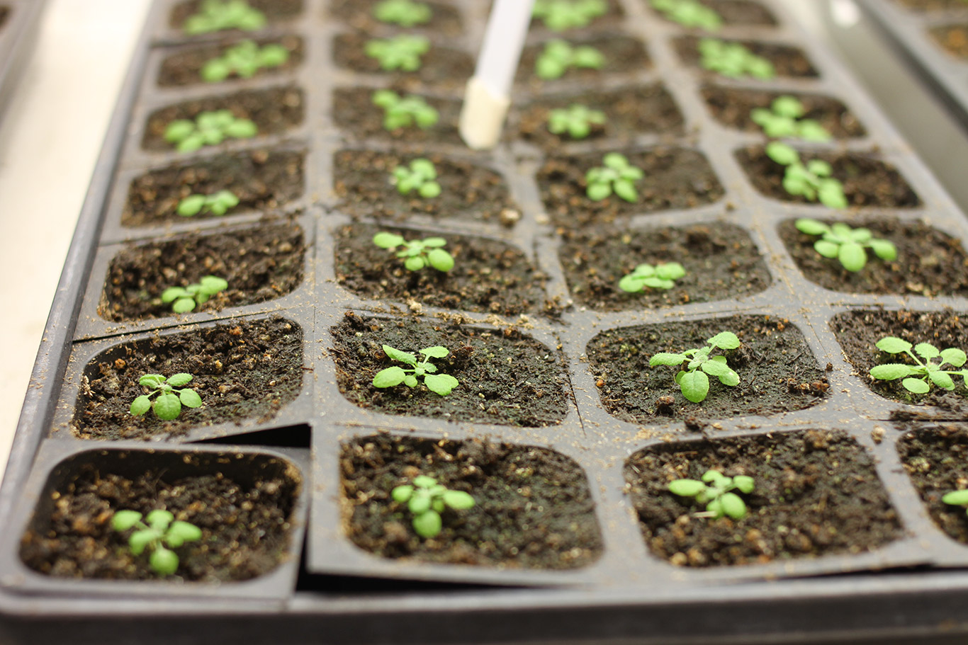 About Us | Department of Horticulture | Washington State University