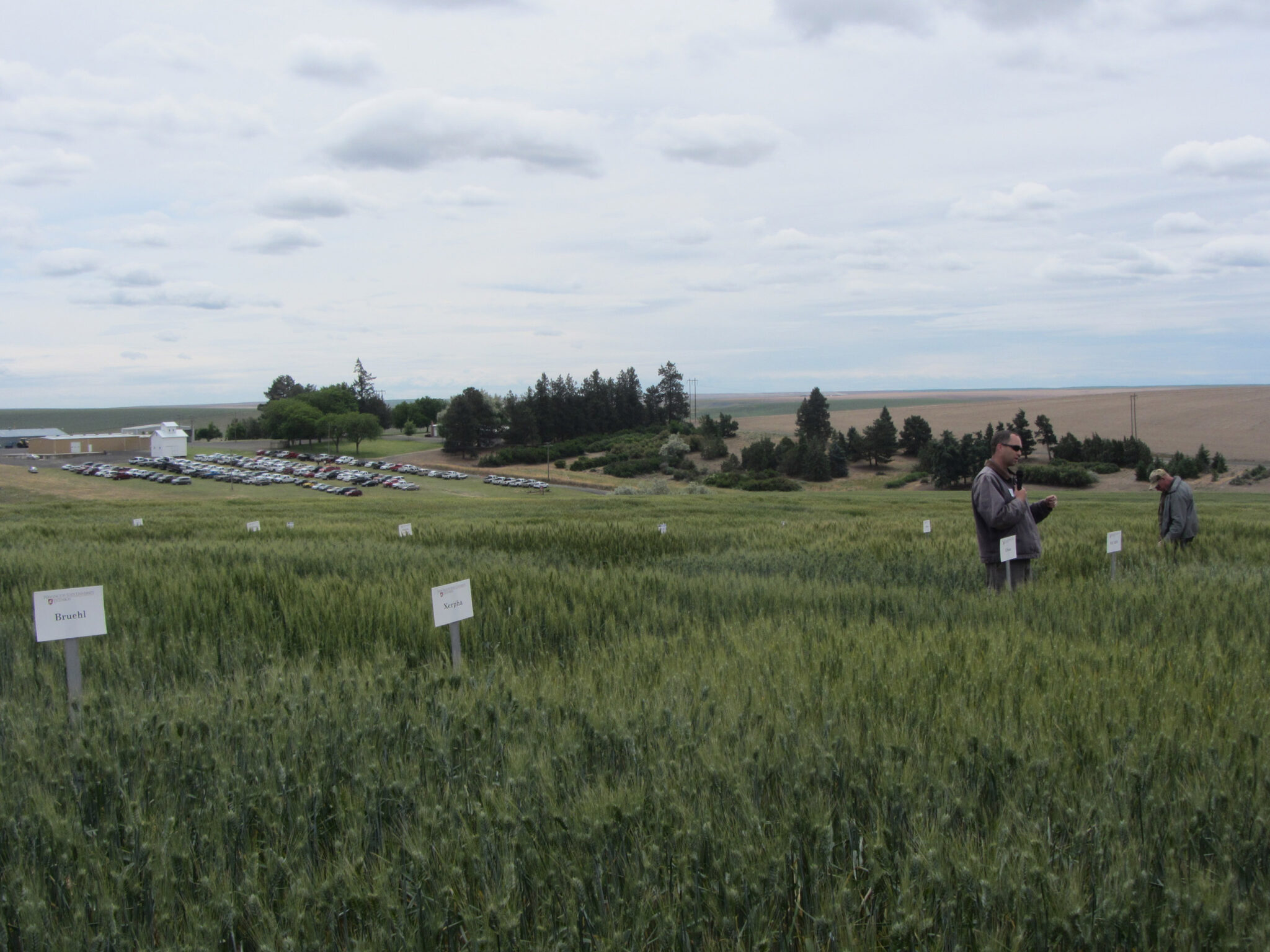 Current Research | Lind Dryland Research Station | Washington State ...