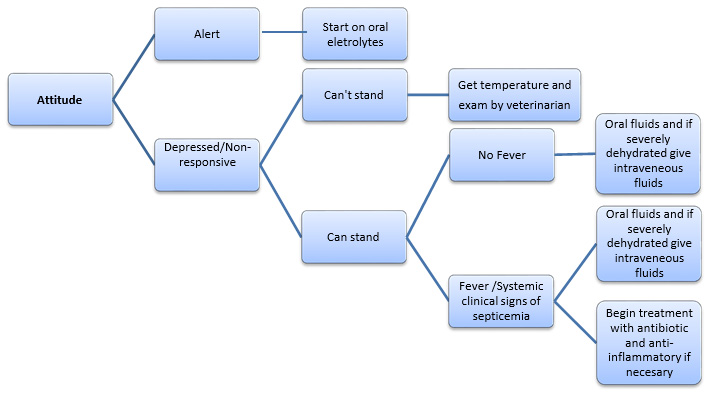 Calf treatment for diarrhea | Veterinary Medicine Extension ...