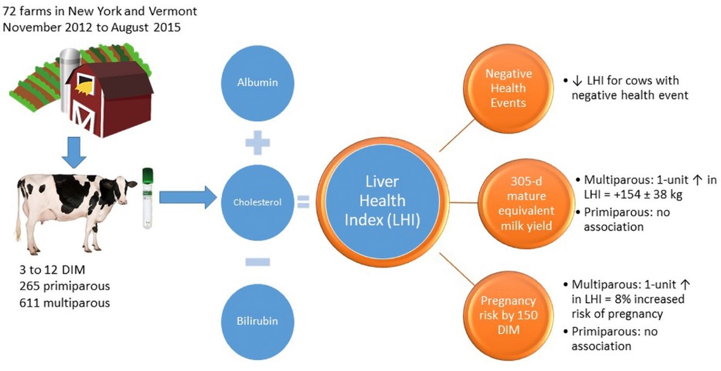 Liver Health Index: A potential tool to identify cows at high risk of ...