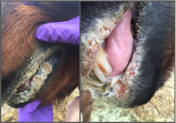 This virus isn’t horsing around! A review of the US Vesicular ...