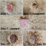 Club Lamb Fungus (Sheep Ringworm)—Winter precautions | Veterinary ...