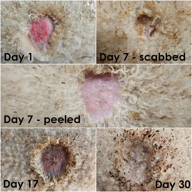 Club Lamb Fungus (Sheep Ringworm)—Winter precautions | Veterinary ...