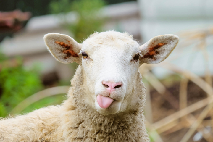 Club Lamb Fungus (Sheep Ringworm)—Winter precautions | Veterinary ...