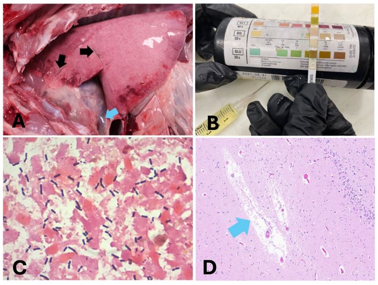 Small ruminant case presentation: Overeating disease | Veterinary ...