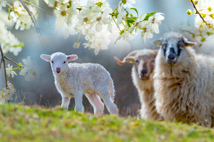 Small ruminant case presentation: Overeating disease | Veterinary ...