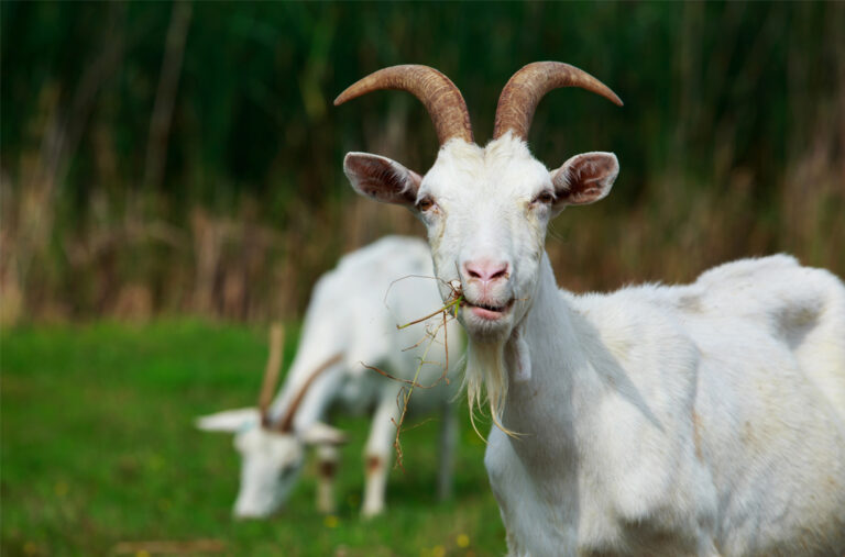 Top 10 pitfalls in small ruminant parasite management | Veterinary ...