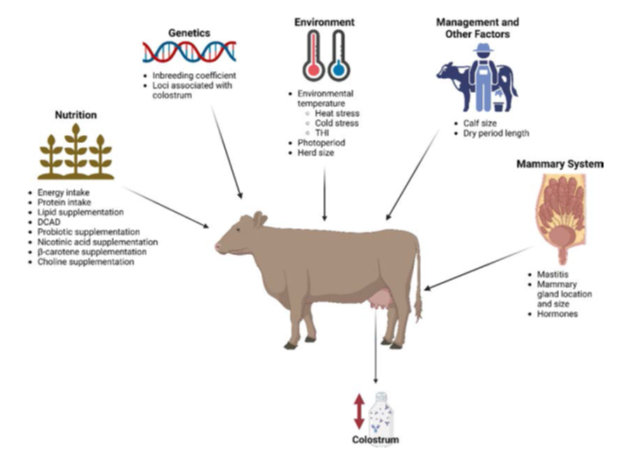 Understanding low to no colostrum production | Veterinary Medicine ...