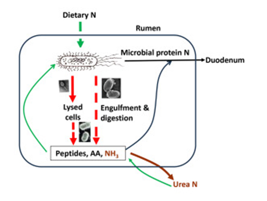 Rumen protozoa and viruses | Veterinary Medicine Extension | Washington State University