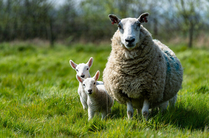 Cache Valley virus | Veterinary Medicine Extension | Washington State ...