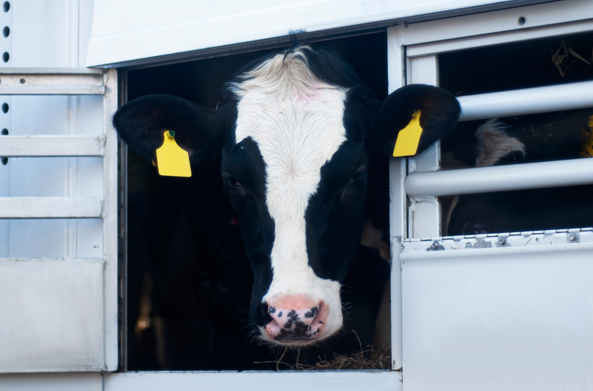 Calf transport . . . or is it something else? | Veterinary Medicine ...